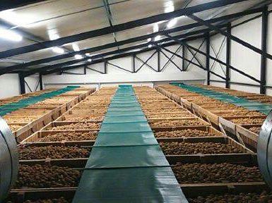 Séchage – Techniques de conservation pour pommes de terre et légumes.